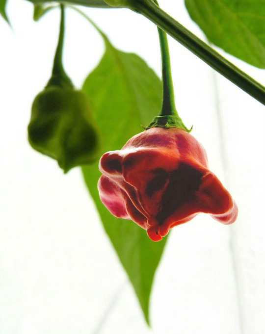 Christmas Bell/ Rose Chilli - OrganicLea - A workers' cooperative ...