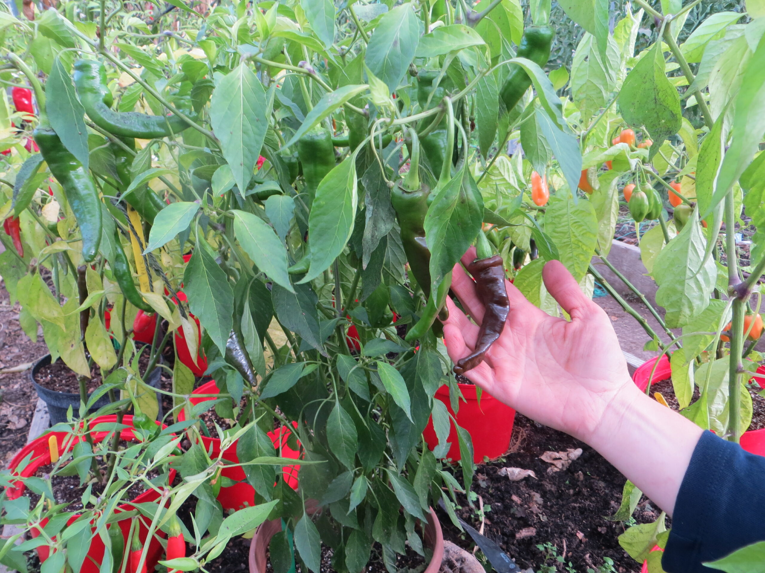 Ethipian Berbere - OrganicLea - A workers' cooperative growing food on ...