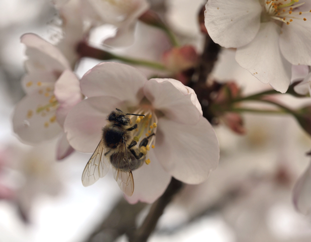 Bee Wild - OrganicLea - A workers' cooperative growing food on London's ...