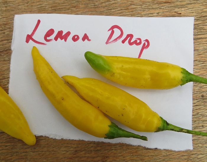 Lemon Drop - OrganicLea - A workers' cooperative growing food on London ...