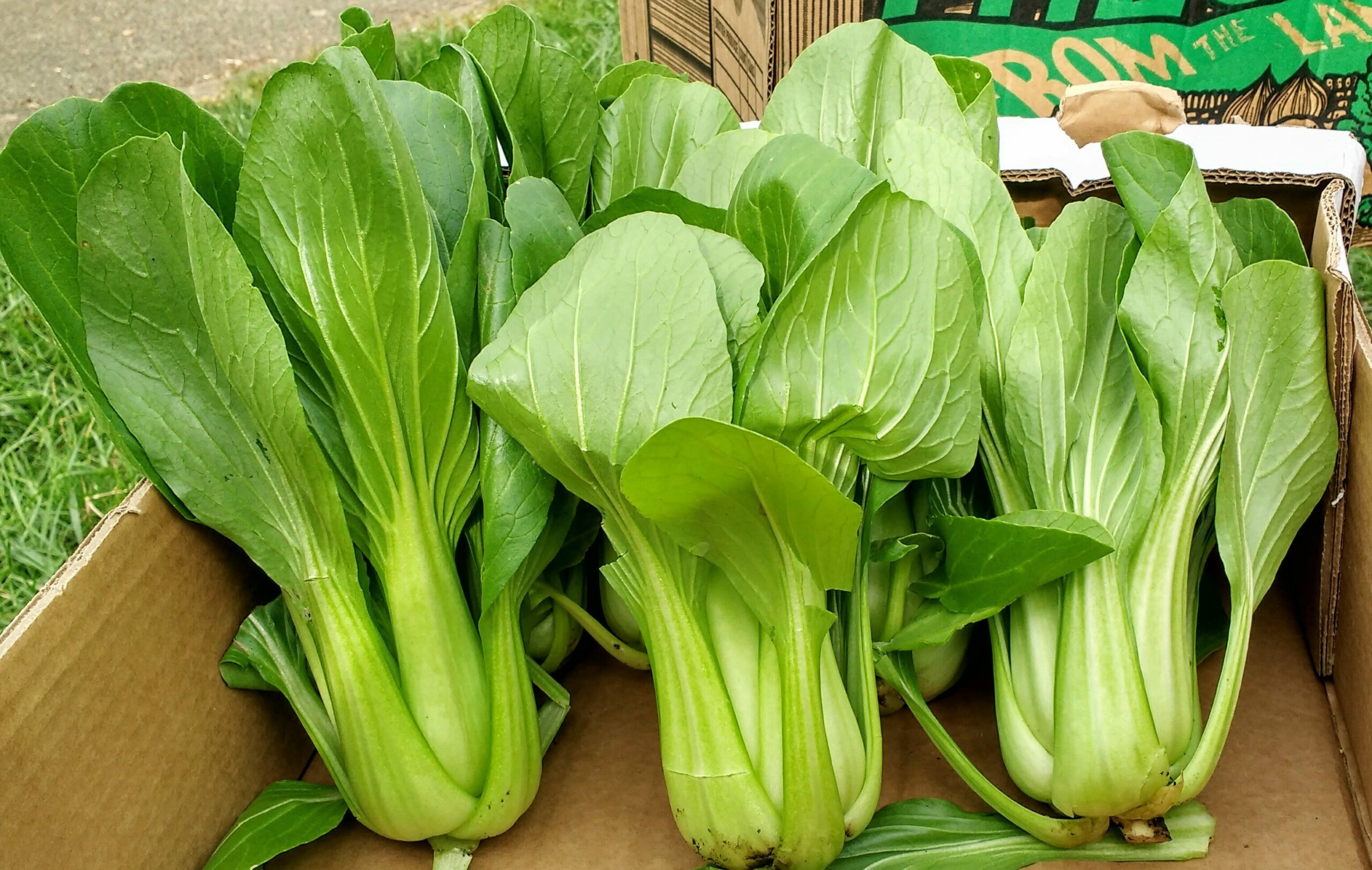 What's in the bags this week - 8 April - OrganicLea - A workers ...