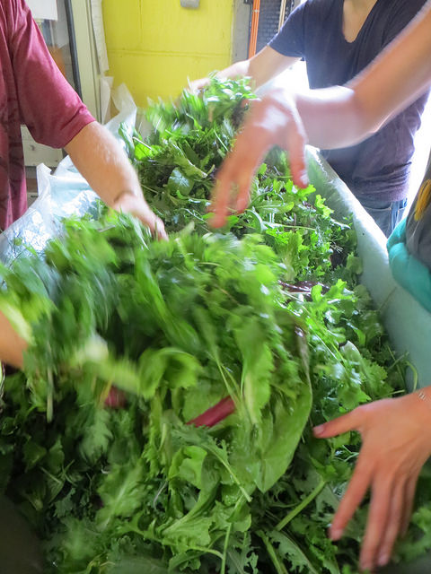 Trainee Roles 2020 - OrganicLea - A workers' cooperative growing food ...