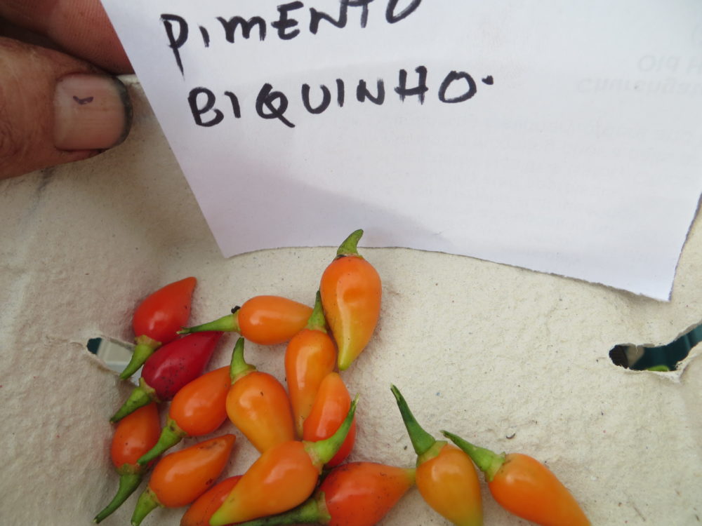 Pimenta Biquinho – OrganicLea – A workers' cooperative growing food on ...