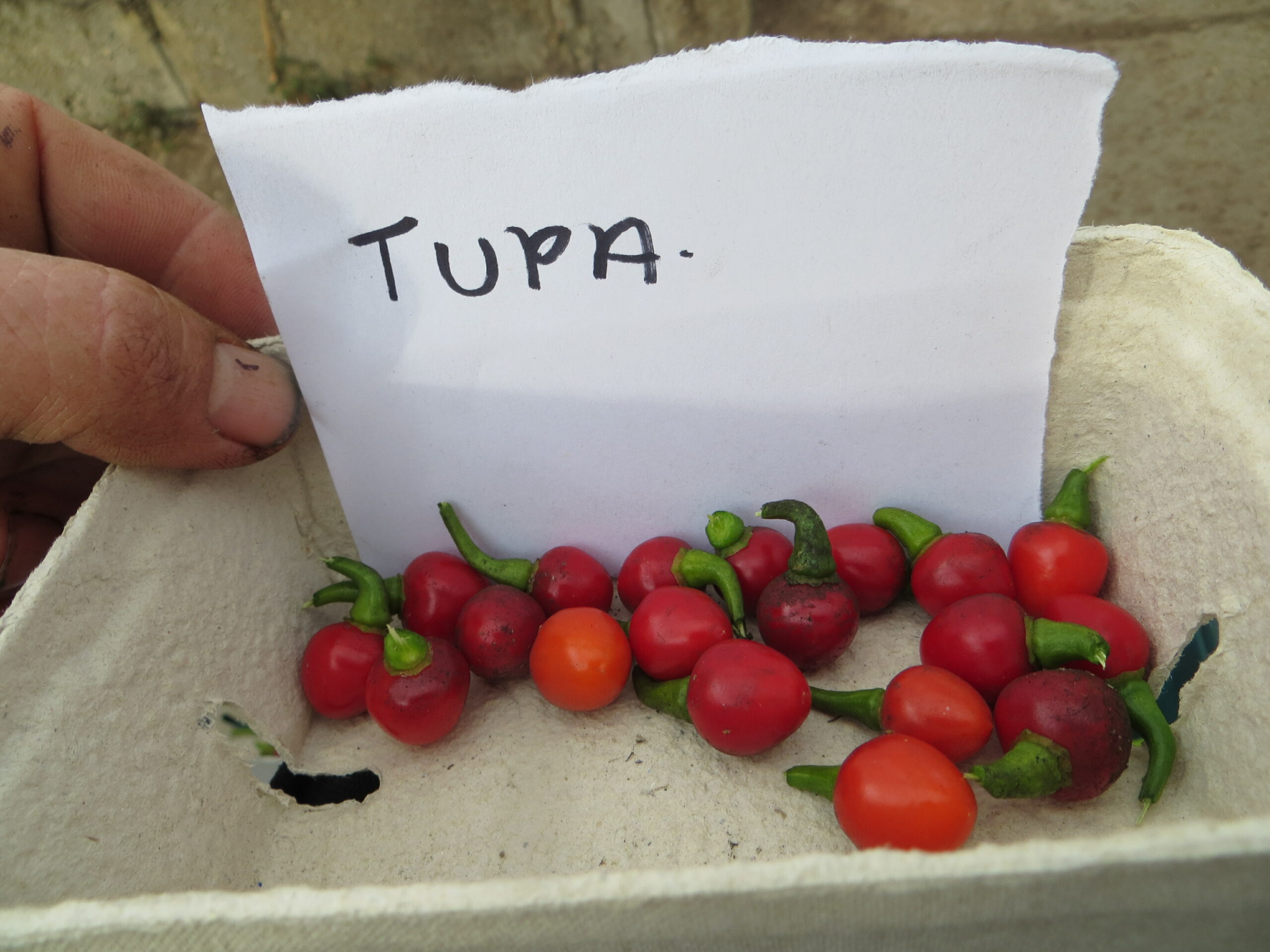 Pimenta Tupa - OrganicLea - A workers' cooperative growing food on ...