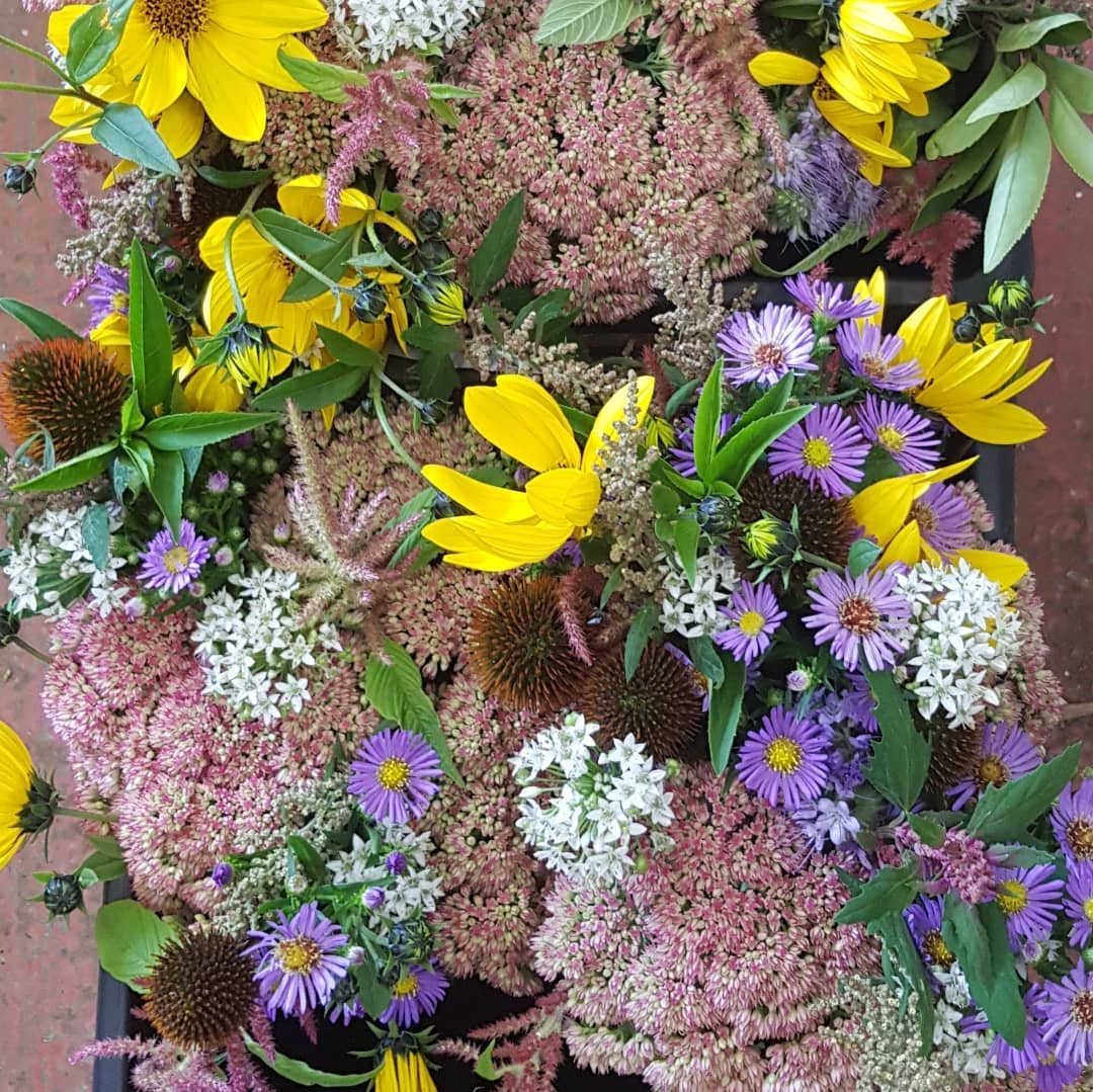 Join Our Flower Scheme – OrganicLea – A workers' cooperative growing ...